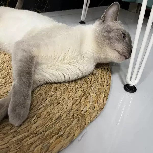 Cattail Scratcher Mat – CuddlesMeow